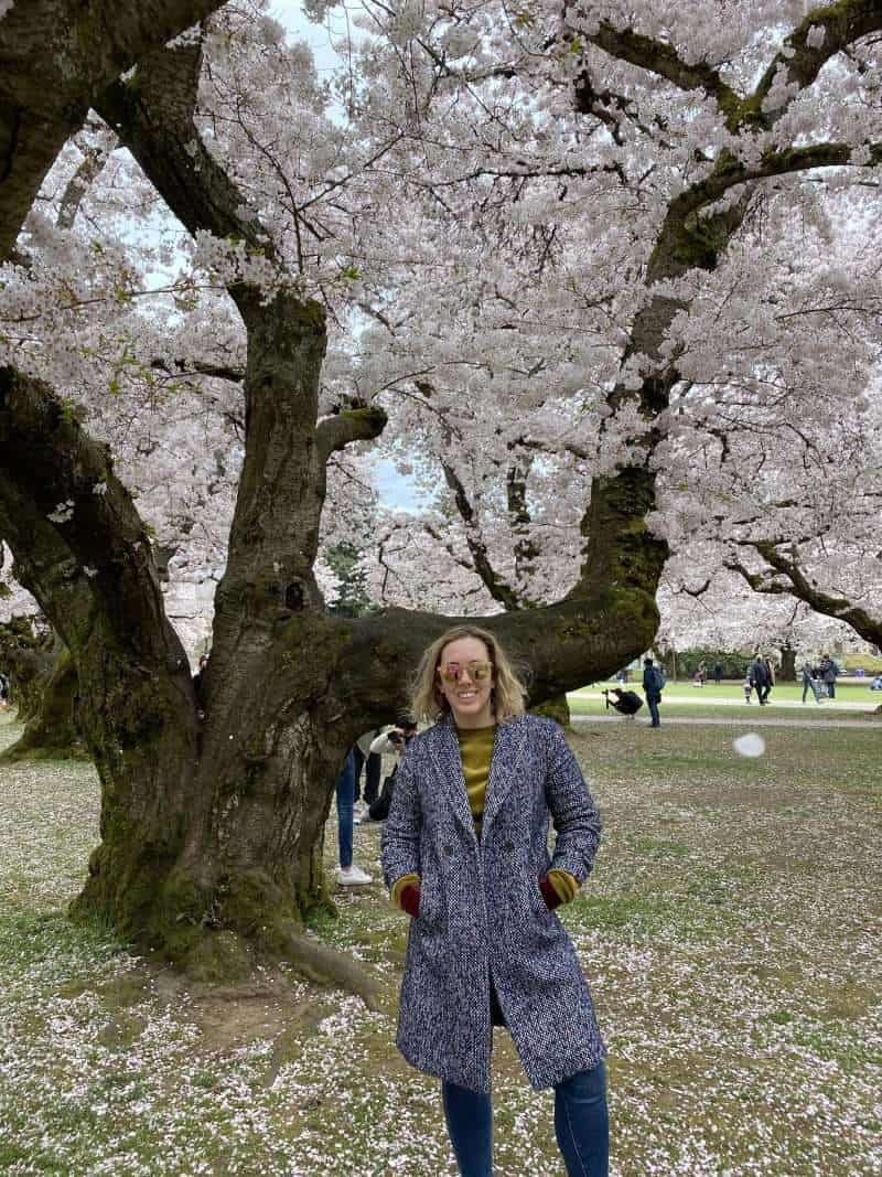 What to Know Before Visiting the Famous UW Cherry Blossoms
