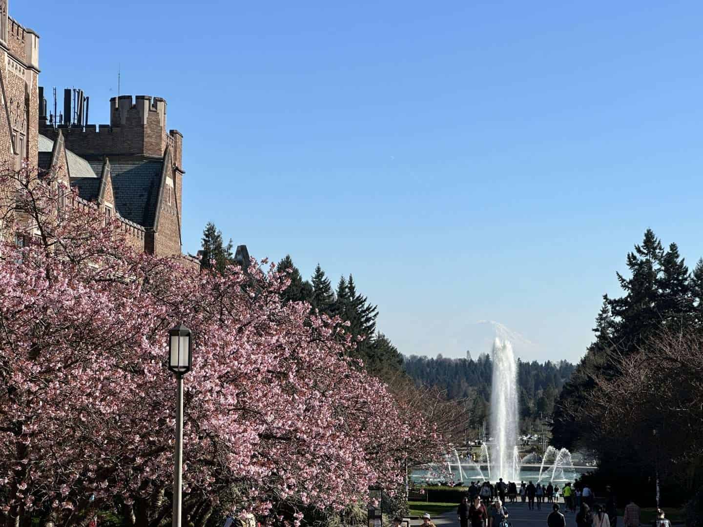 What to Know Before Visiting the Famous UW Cherry Blossoms