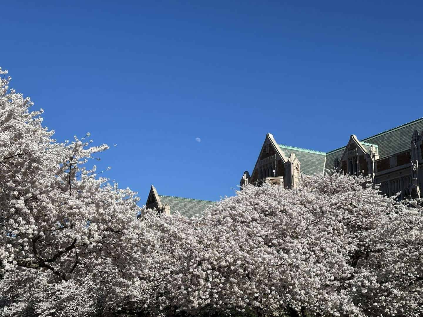 What to Know Before Visiting the Famous UW Cherry Blossoms