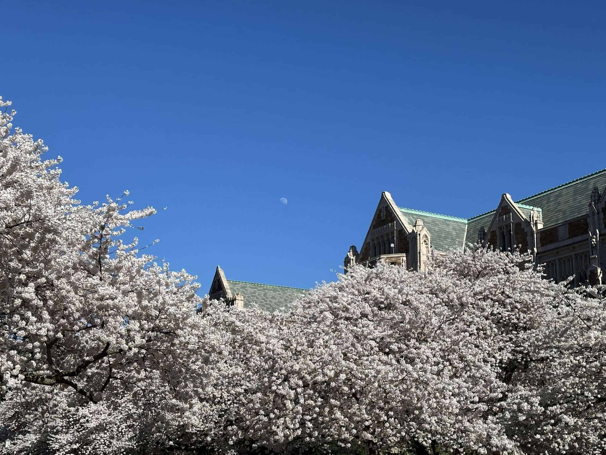 What to Know Before Visiting the Famous UW Cherry Blossoms