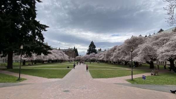 What to Know Before Visiting the Famous UW Cherry Blossoms