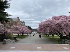 What to Know Before Visiting the Famous UW Cherry Blossoms