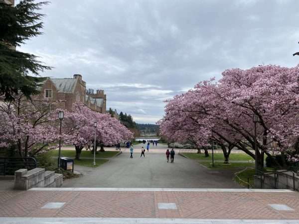 What to Know Before Visiting the Famous UW Cherry Blossoms